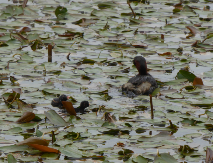 Disappearing Dabchick Chicks | Blog | Foxglove Covert Local Nature Reserve