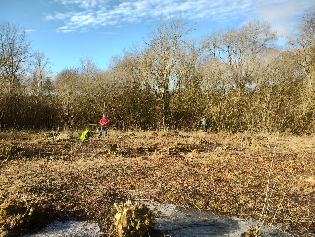 Blog | Foxglove Covert Local Nature Reserve