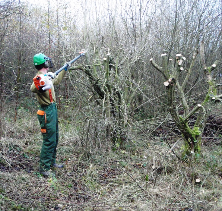 Pollarding | Blog | Foxglove Covert Local Nature Reserve