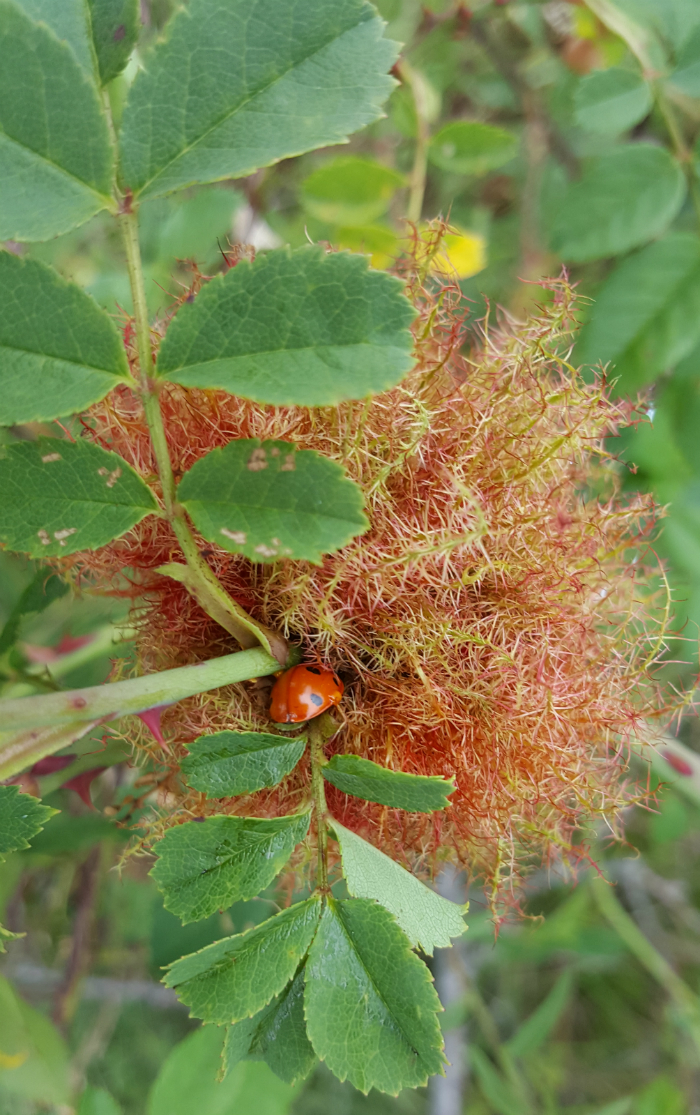 Robin’s Pincushion | Blog | Foxglove Covert Local Nature Reserve
