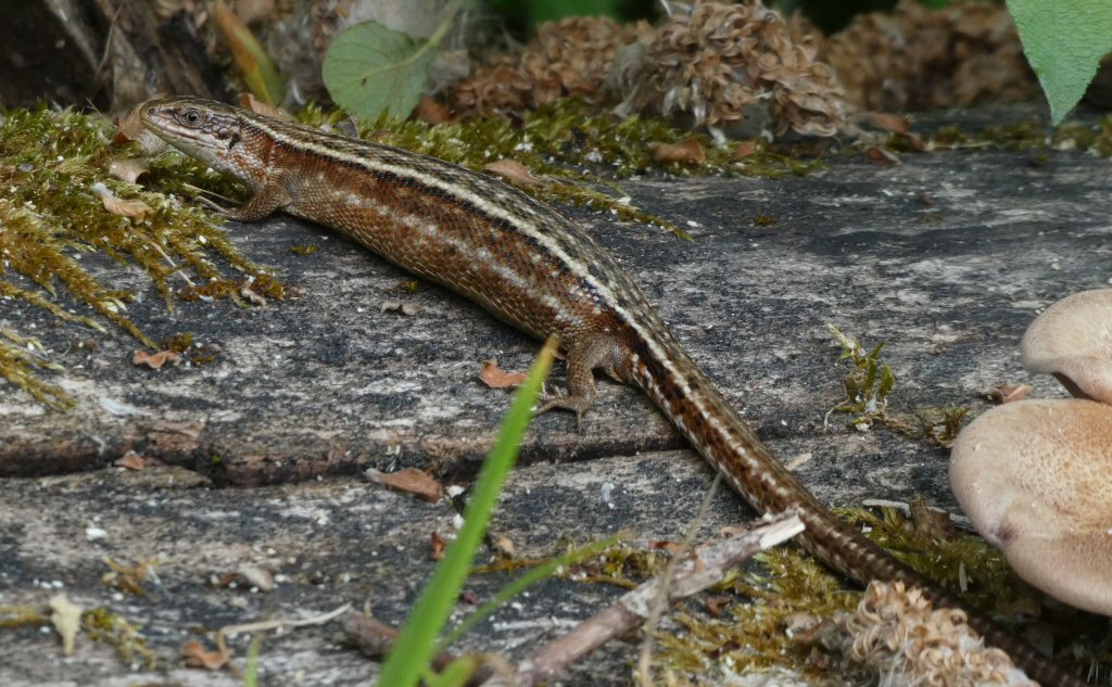 Common Lizards | Blog | Foxglove Covert Local Nature Reserve